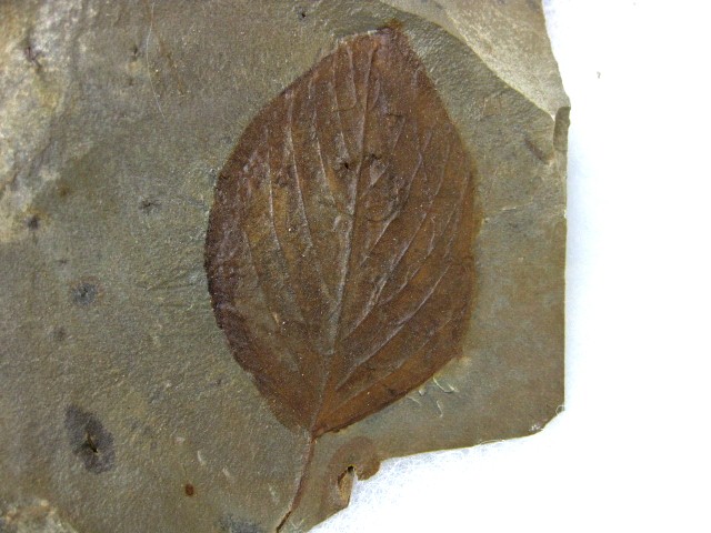 Paleocene Leaf #14 | Fossils for Sale