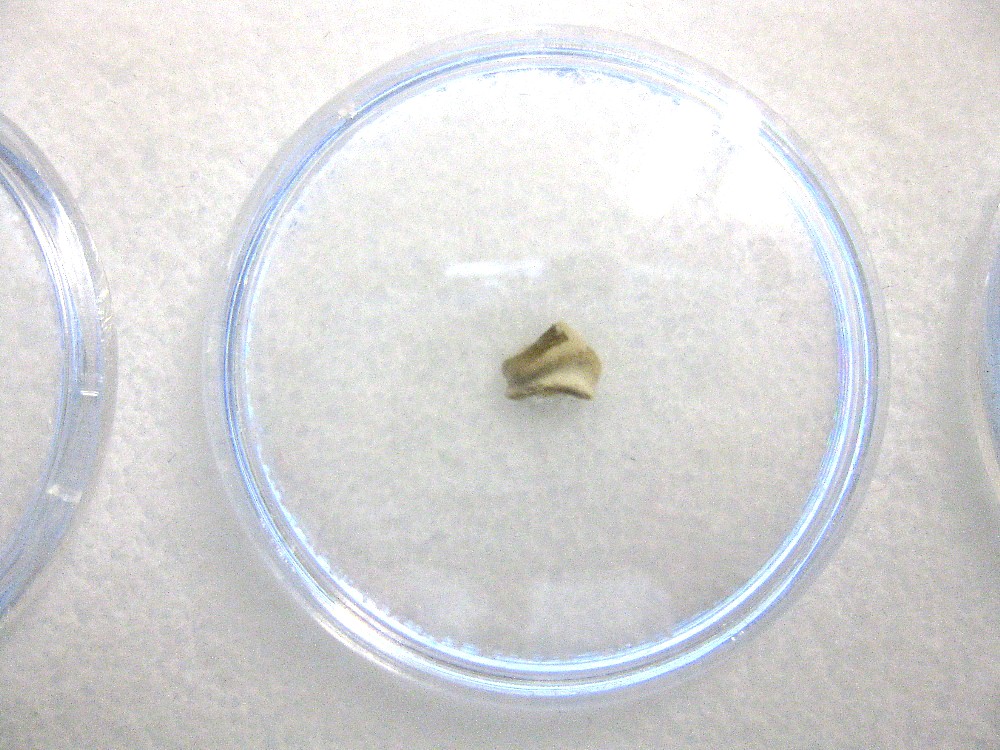 Permian Bolosaurus Reptile Tooth #2 | Fossils for Sale