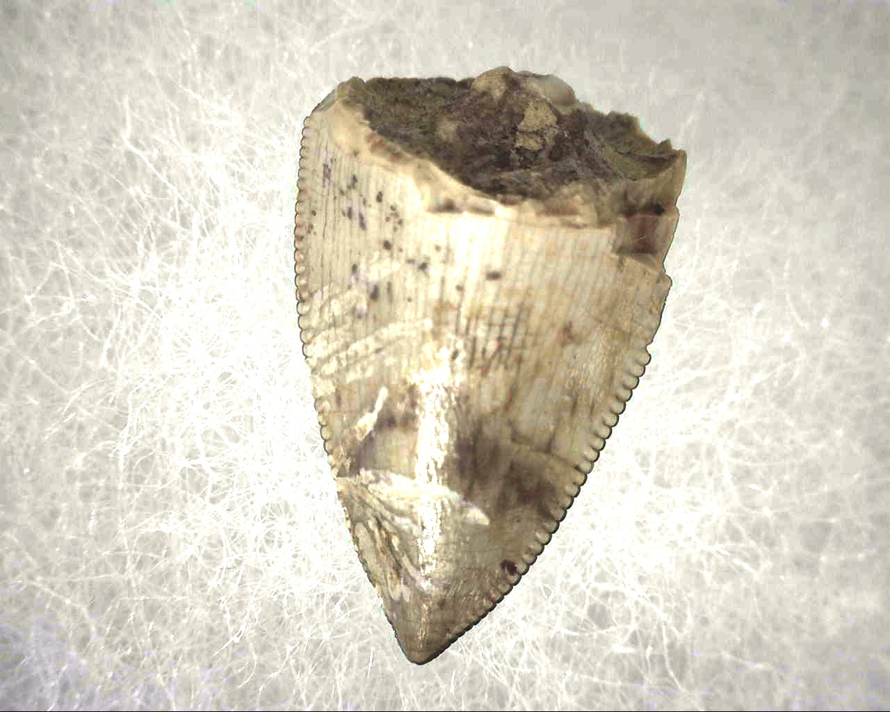 Phytosaur Tooth #5 | Fossils for Sale