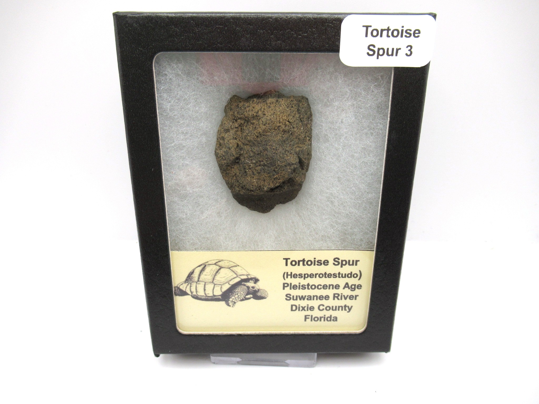 Pleistocene Giant Tortoise Spur #3 | Fossils for Sale