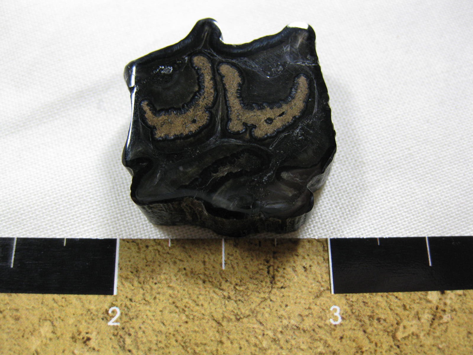 Pleistocene Horse Tooth Cross-Section #12 | Fossils for Sale