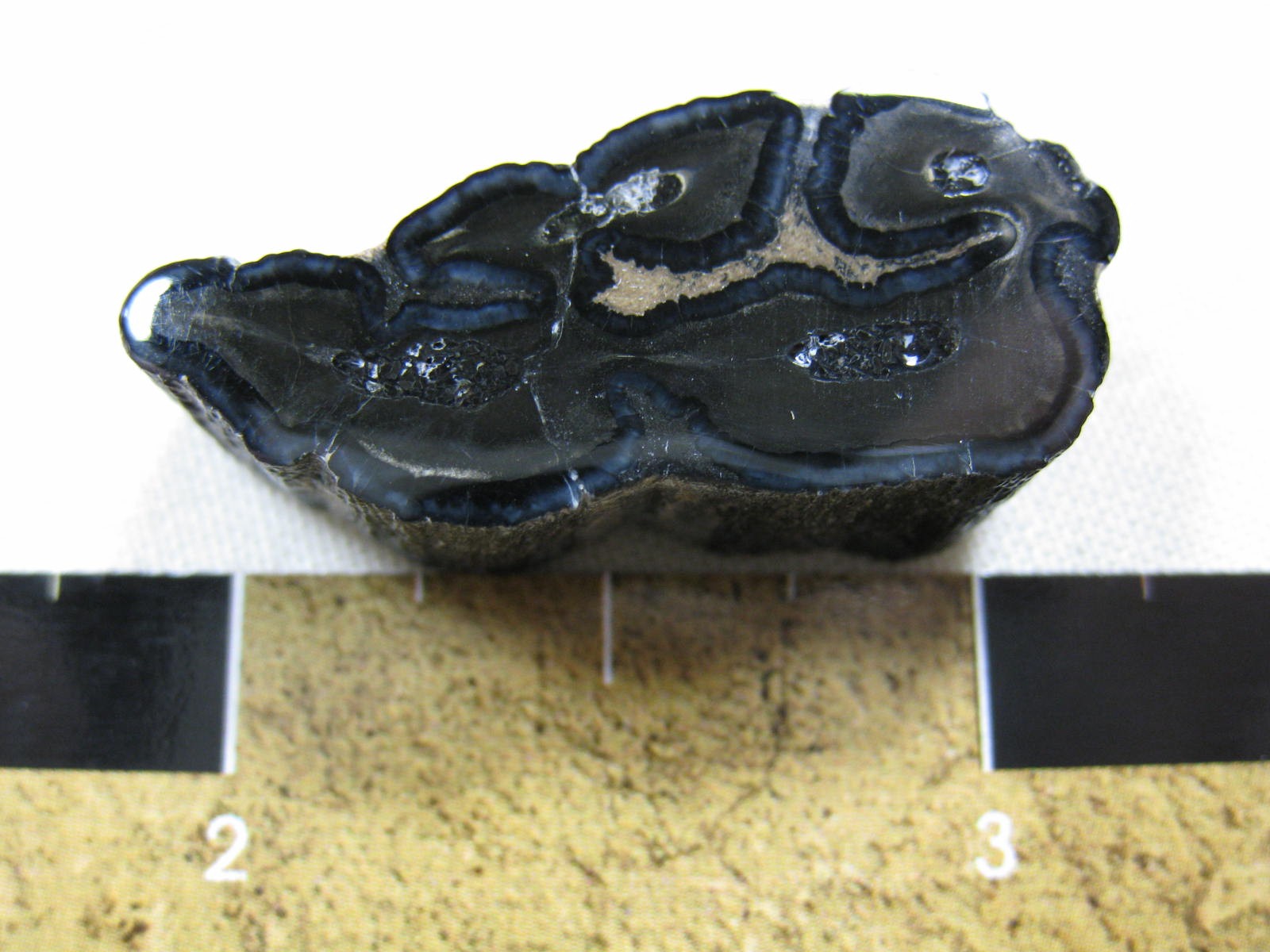 Pleistocene Horse Tooth Cross-Section #15 | Fossils for Sale
