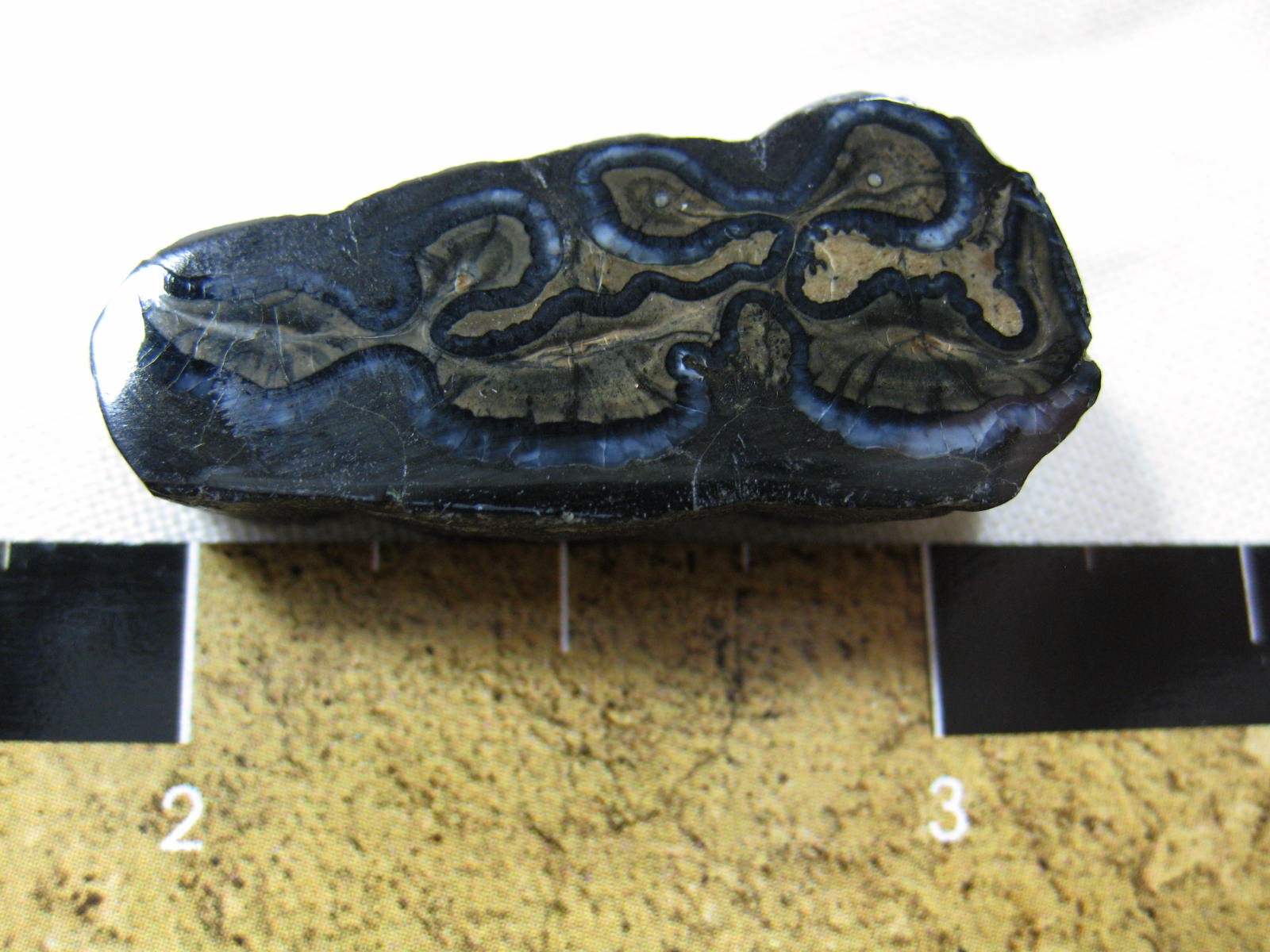 Pleistocene Horse Tooth Cross-Section #22 | Fossils for Sale