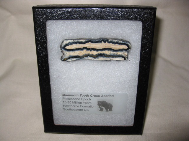 Pleistocene Horse Tooth Cross-Section #22 | Fossils for Sale