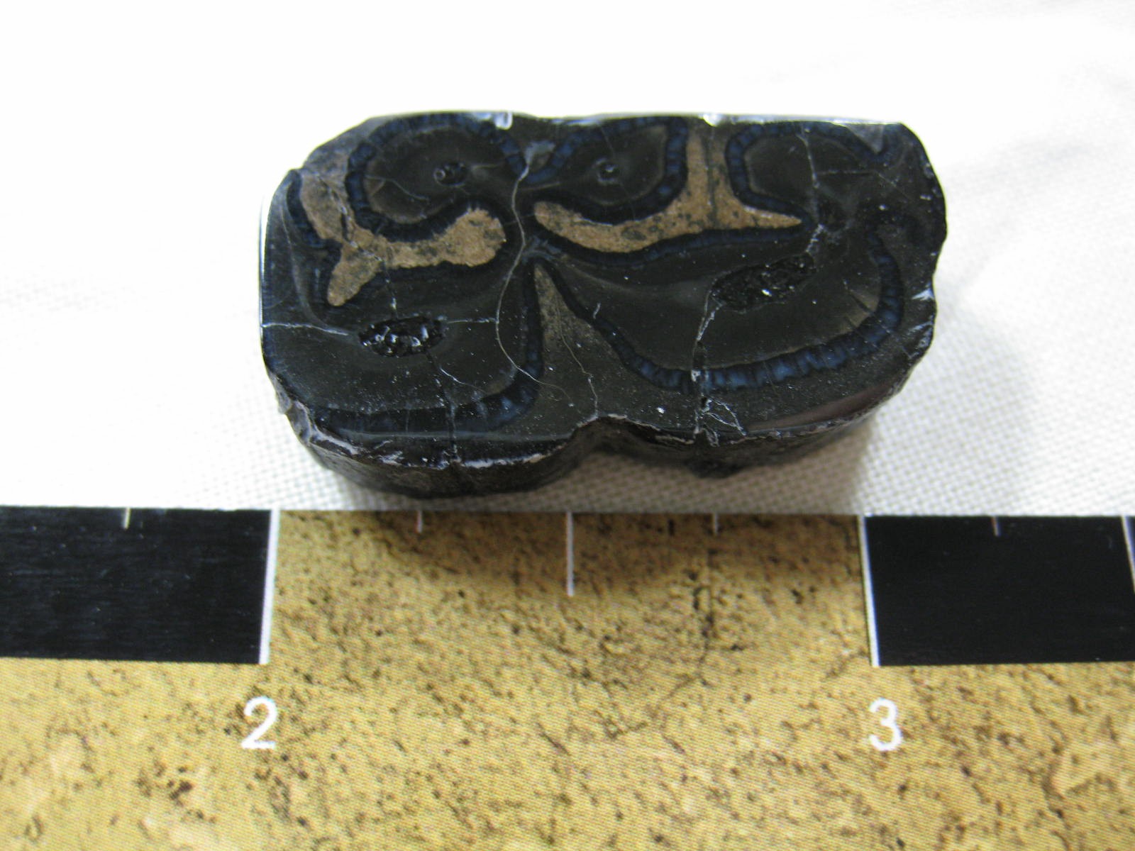 Pleistocene Horse Tooth Cross-Section #26 | Fossils for Sale