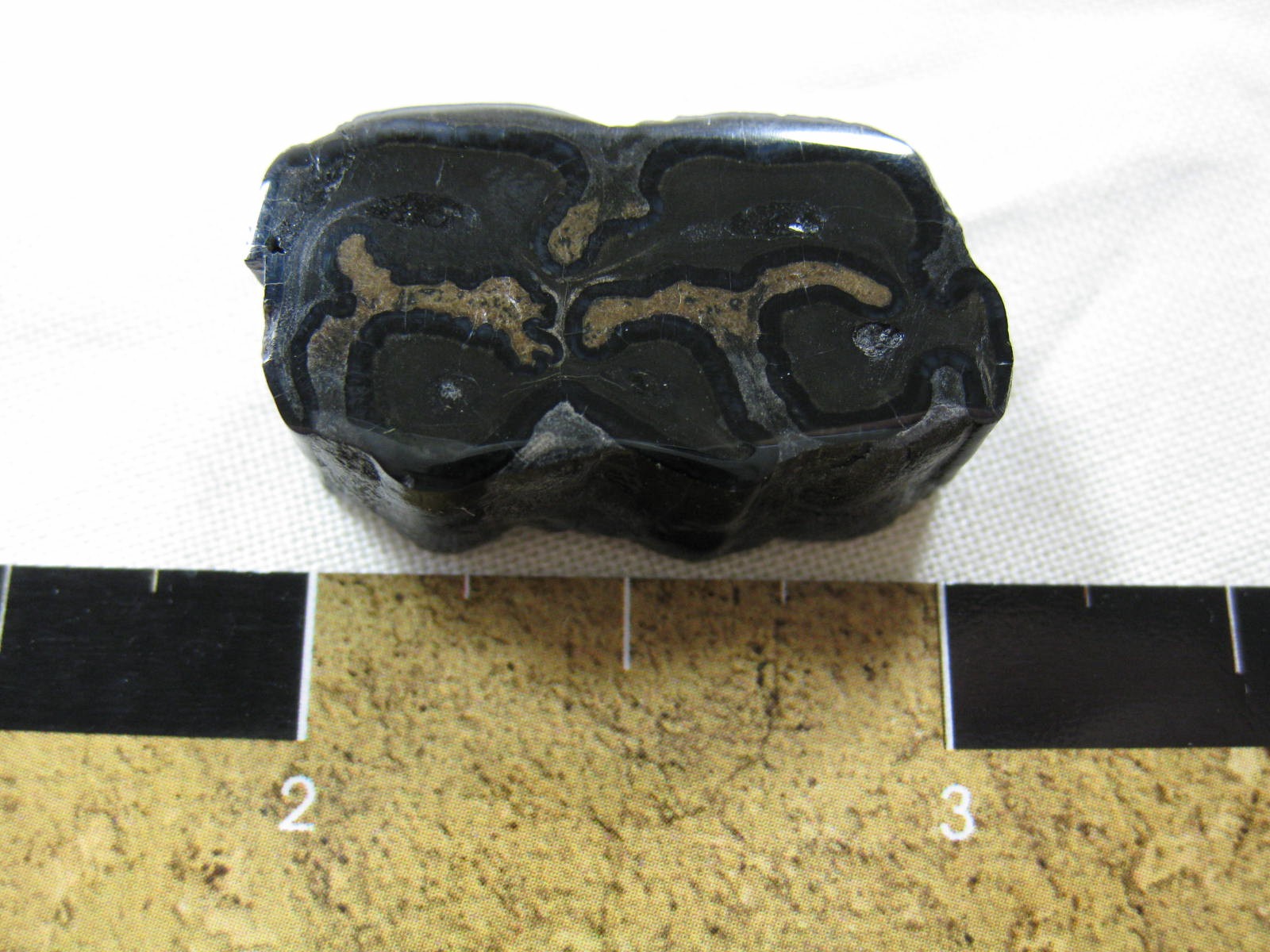 Pleistocene Horse Tooth Cross-Section #27 | Fossils for Sale
