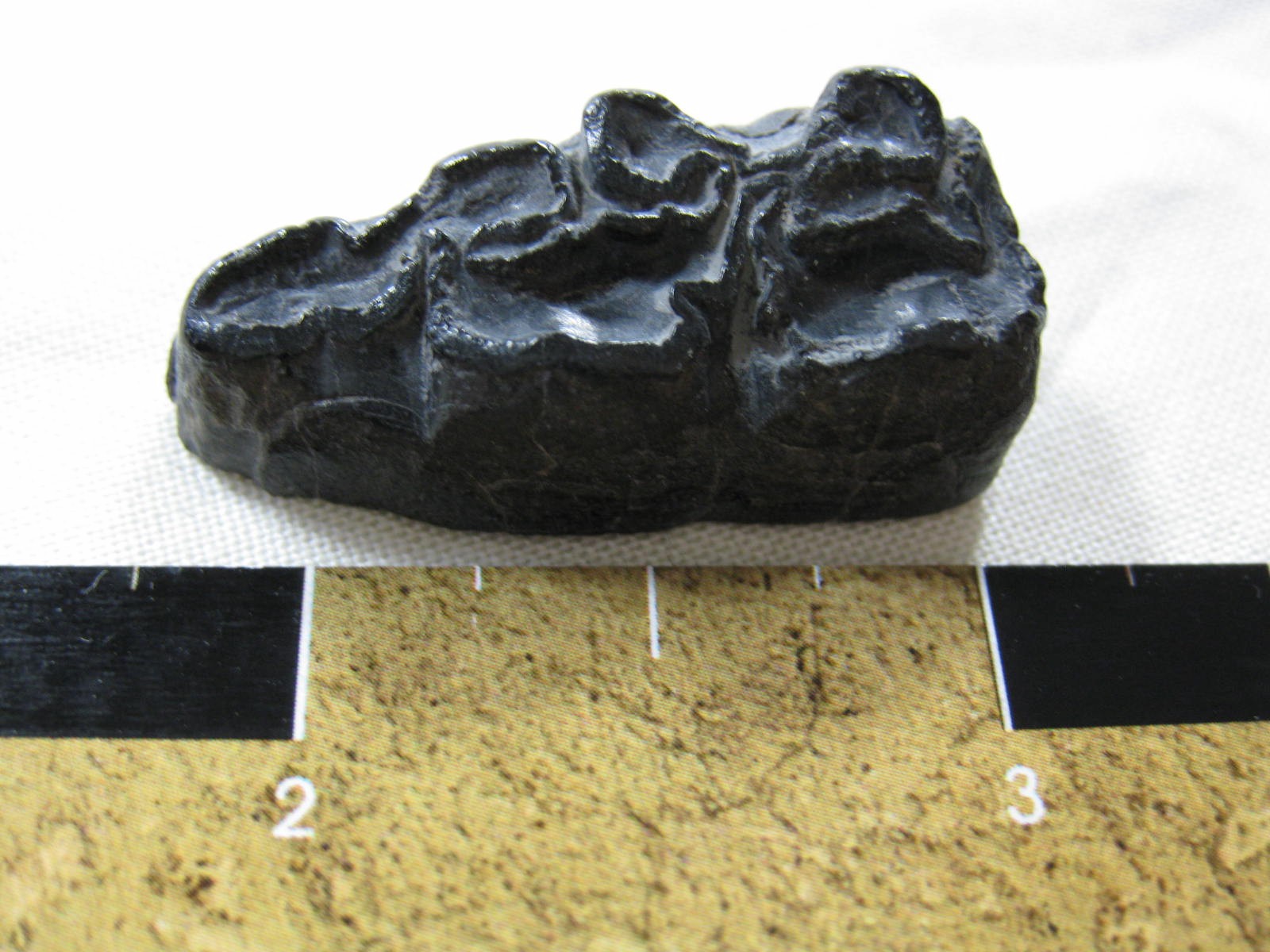 Pleistocene Horse Tooth Cross-Section #29 | Fossils for Sale