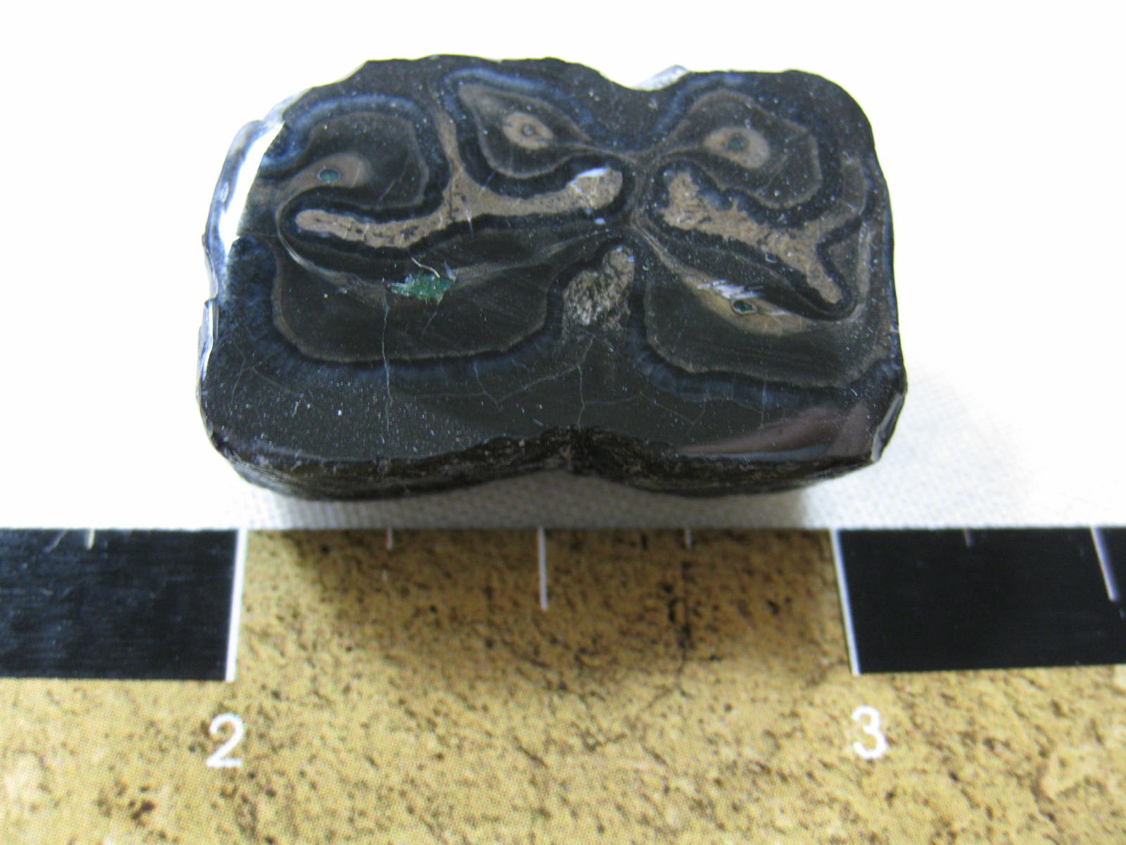 Pleistocene Horse Tooth Cross-Section #31 | Fossils for Sale