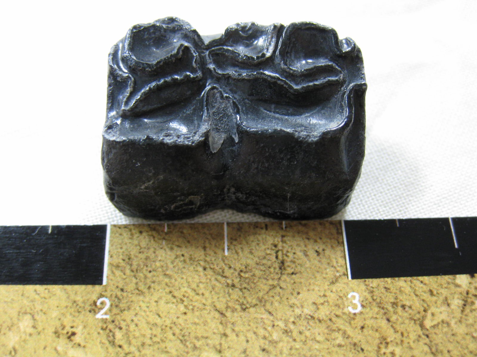 Pleistocene Horse Tooth Cross-Section #31 | Fossils for Sale