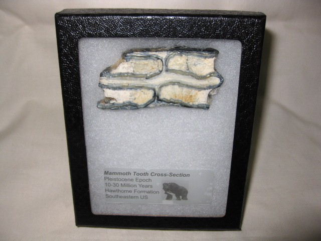 Pleistocene Horse Tooth Cross-Section #35 | Fossils for Sale