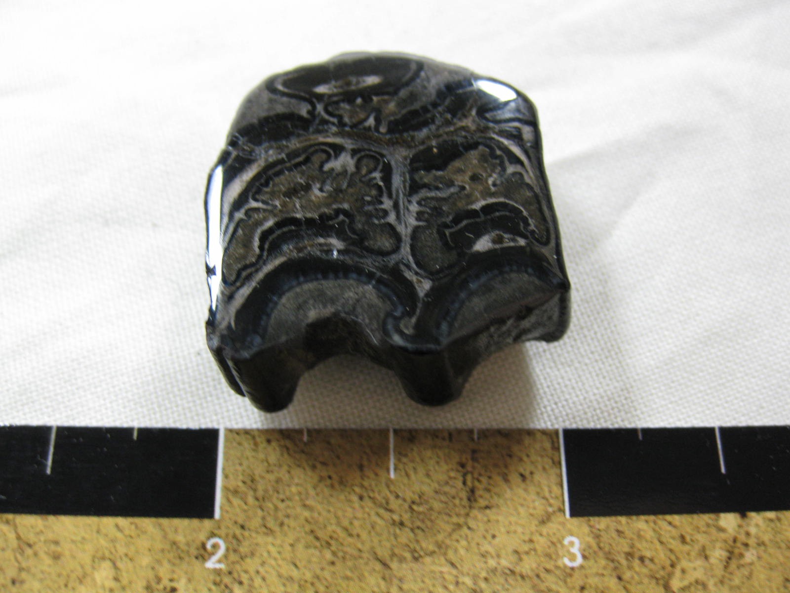 Pleistocene Horse Tooth Cross-Section #44 | Fossils for Sale