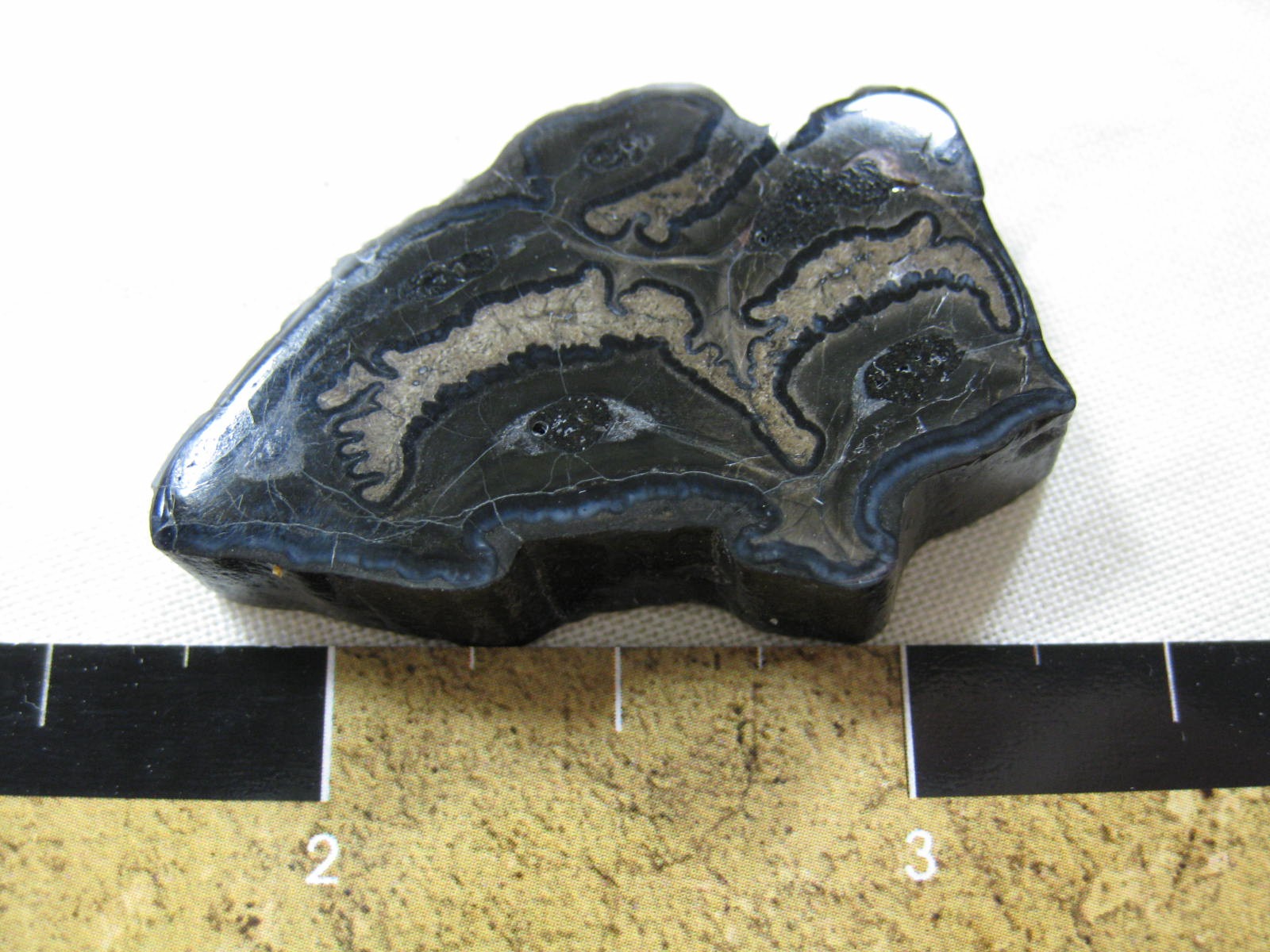 Pleistocene Horse Tooth Cross-Section #45 | Fossils for Sale