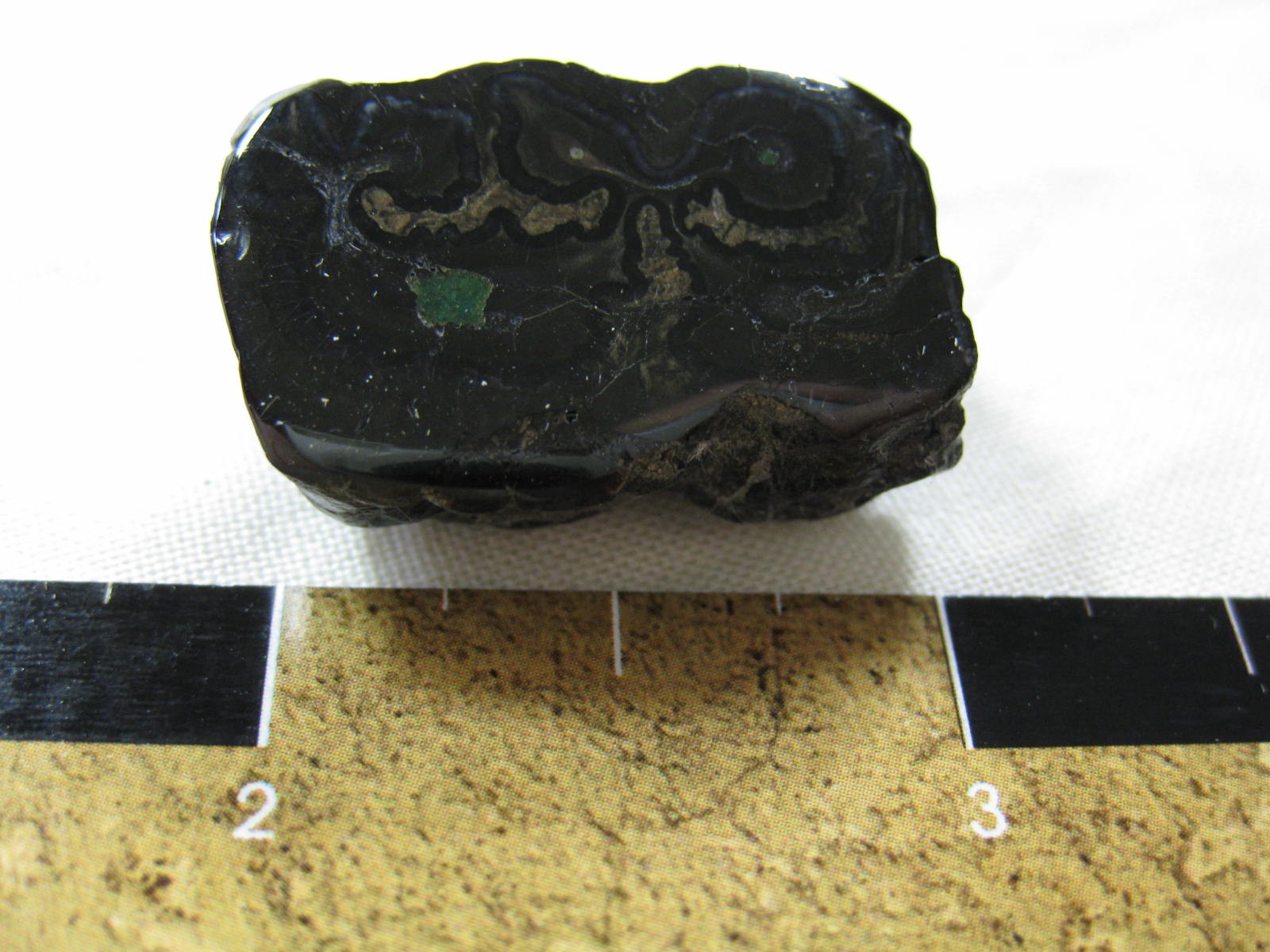 Pleistocene Horse Tooth Cross-Section #46 | Fossils for Sale
