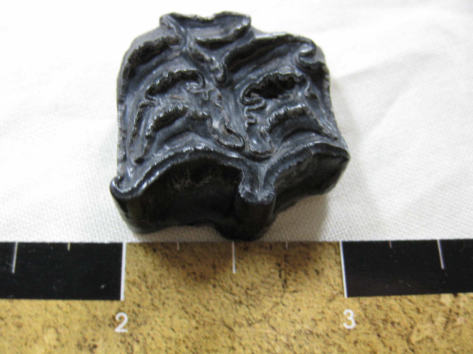 Pleistocene Horse Tooth Cross-Section #48 | Fossils for Sale