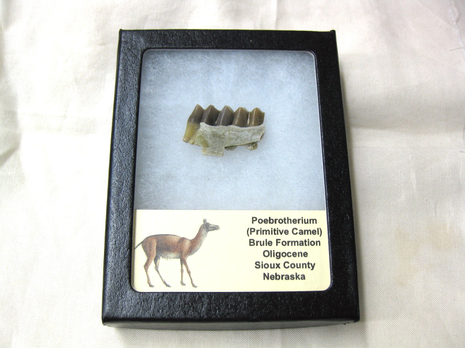 Poebrotherium Camel Jaw #6 | Fossils for Sale