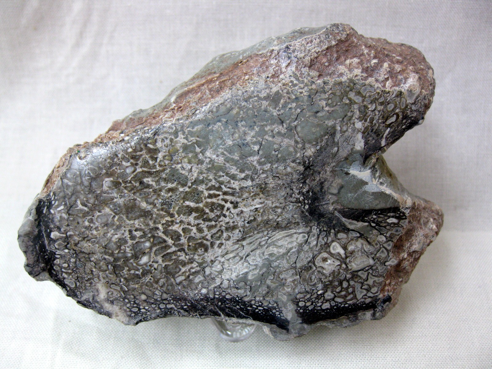Polished Cretaceous Dinosaur Bone #9 | Fossils for Sale
