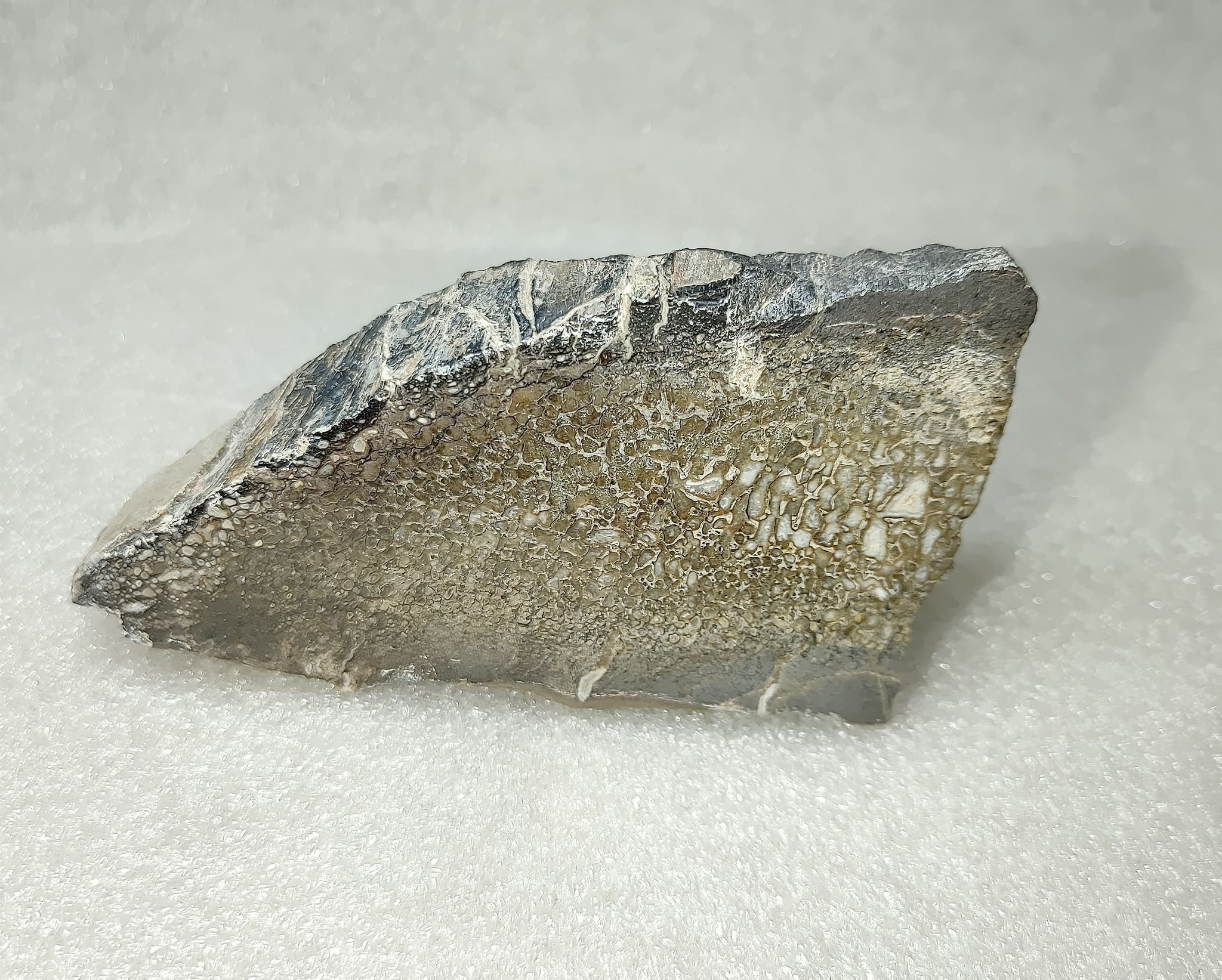 Polished Dinosaur Bone Slab #3 | Fossils for Sale