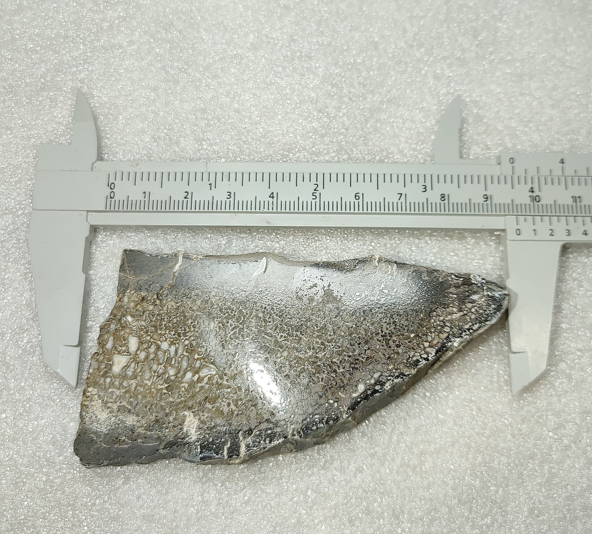 Polished Dinosaur Bone Slab #3 | Fossils for Sale