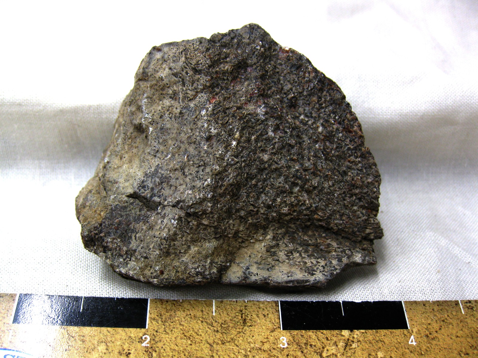 Polished Jurassic Dinosaur Bone #101 | Fossils for Sale