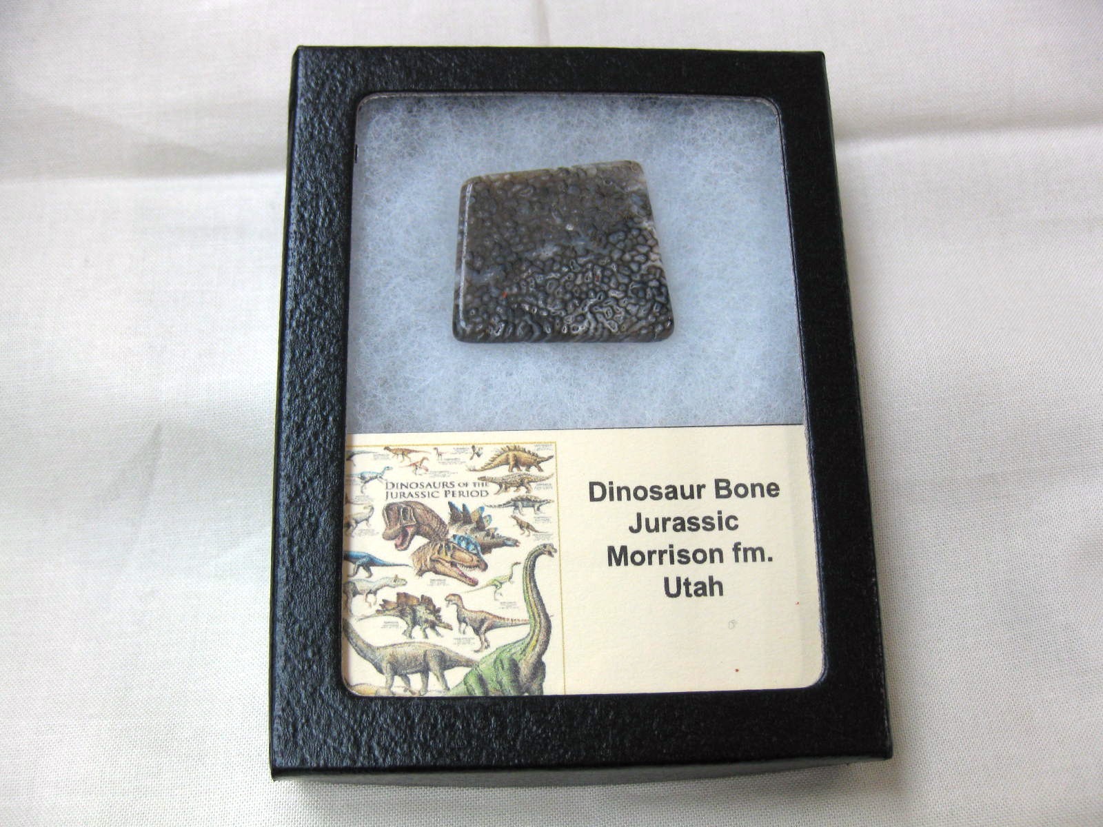 Polished Jurassic Dinosaur Cabochon #33 | Fossils for Sale