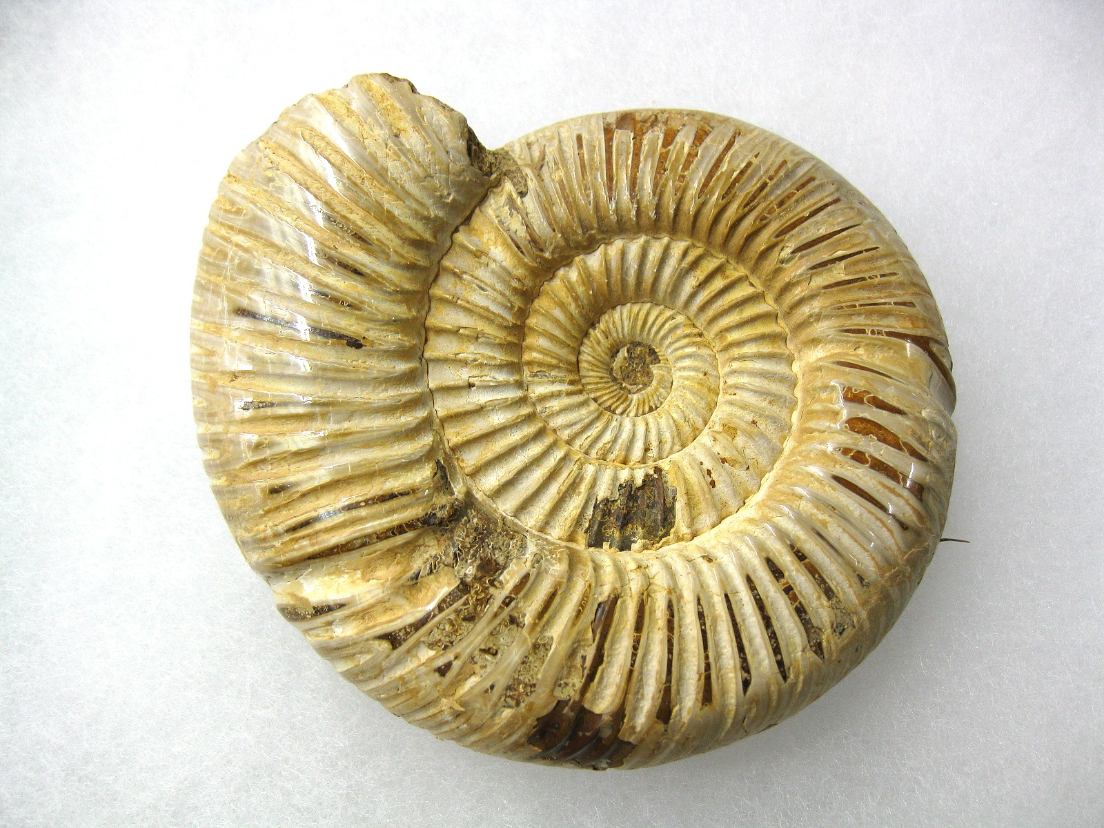 Polished Perisphinctes Ammonite #17 – Madagascar | Fossils for Sale