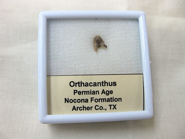 Ptychodus Crusher Shark Tooth #37 | Fossils for Sale