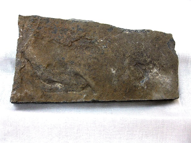 Reptile Skin Impression #22 | Fossils for Sale