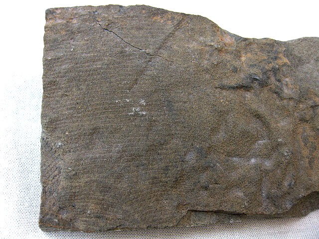Reptile Skin Impression #23 | Fossils for Sale