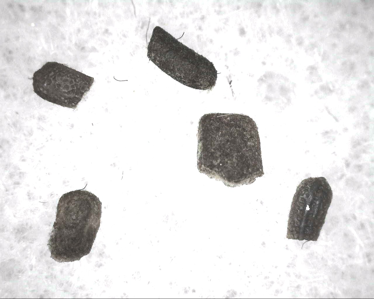 Reticulodus Triassic Shark Tooth Collection #7 | Fossils for Sale