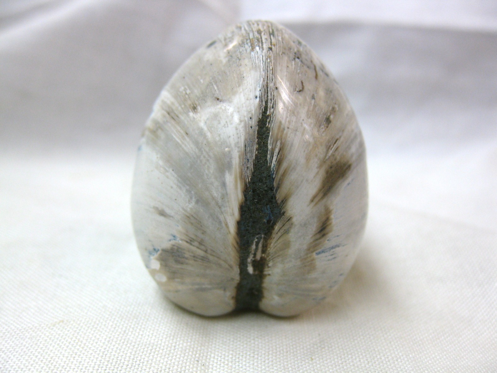 Small Madagascar Clam #21 | Fossils for Sale