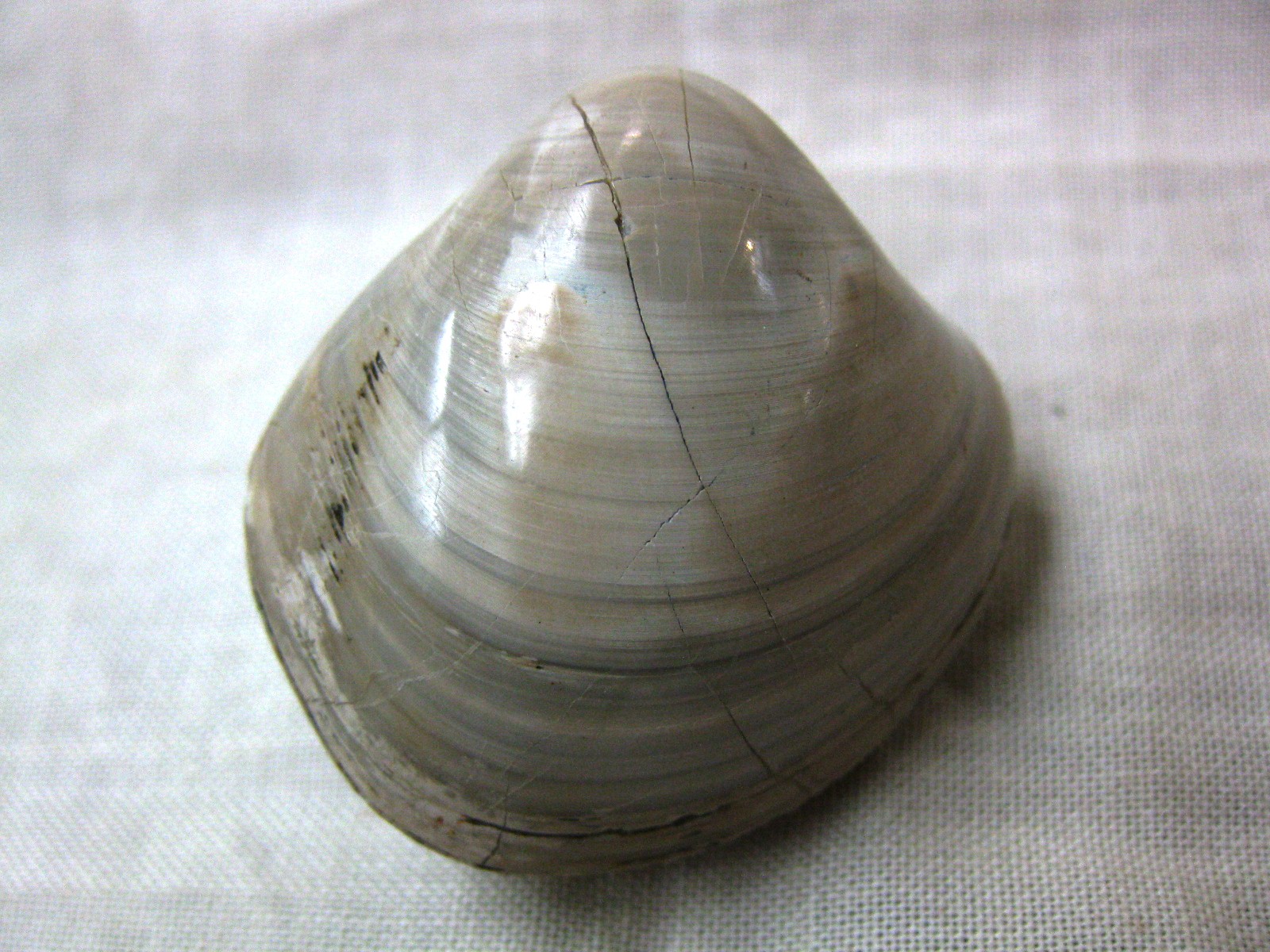 Small Madagascar Clam #3 | Fossils for Sale