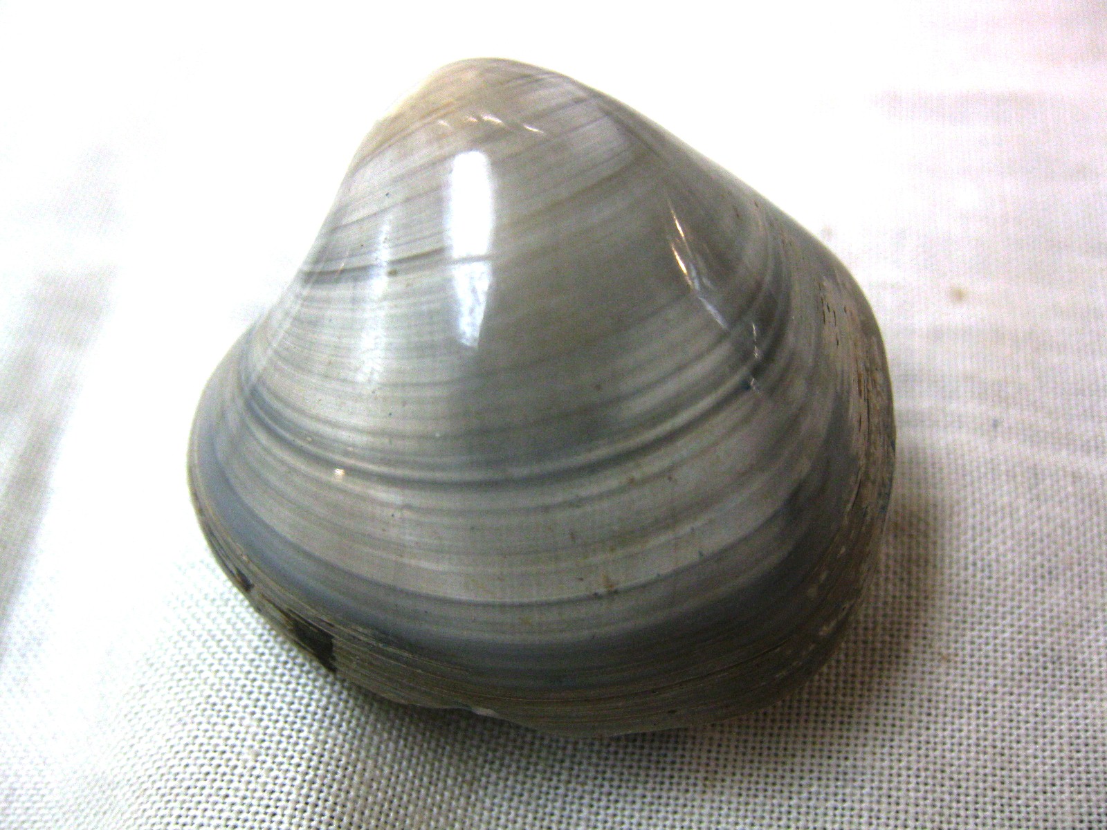 Small Madagascar Clam #7 | Fossils for Sale