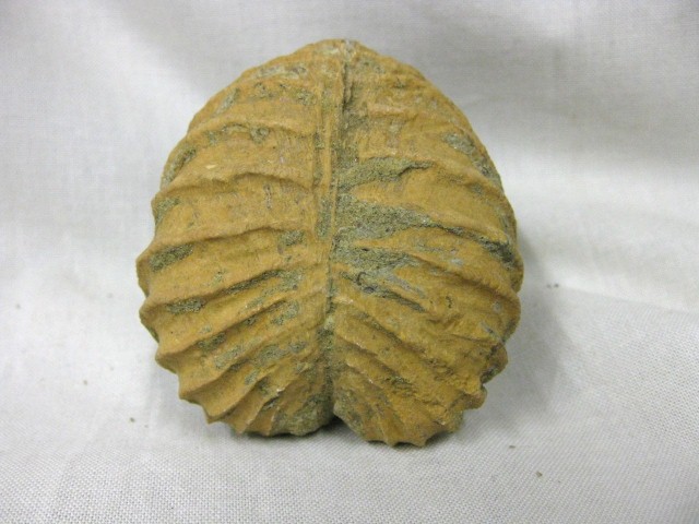 Spanish Pterotrigonia #10 | Fossils for Sale