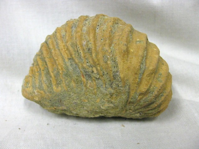 Spanish Pterotrigonia #10 | Fossils for Sale