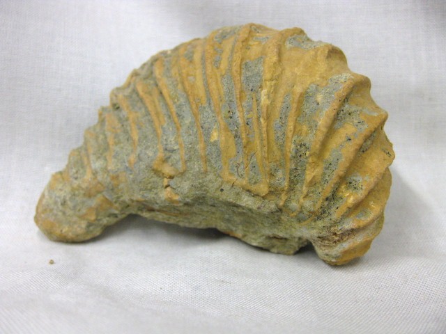 Spanish Pterotrigonia #5 | Fossils for Sale