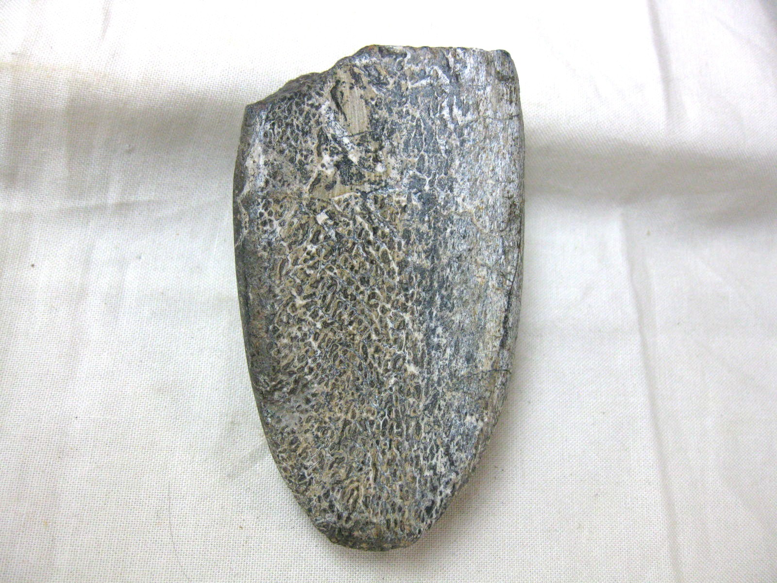 Stegodon Bone-Tusk Carving #19 | Fossils for Sale