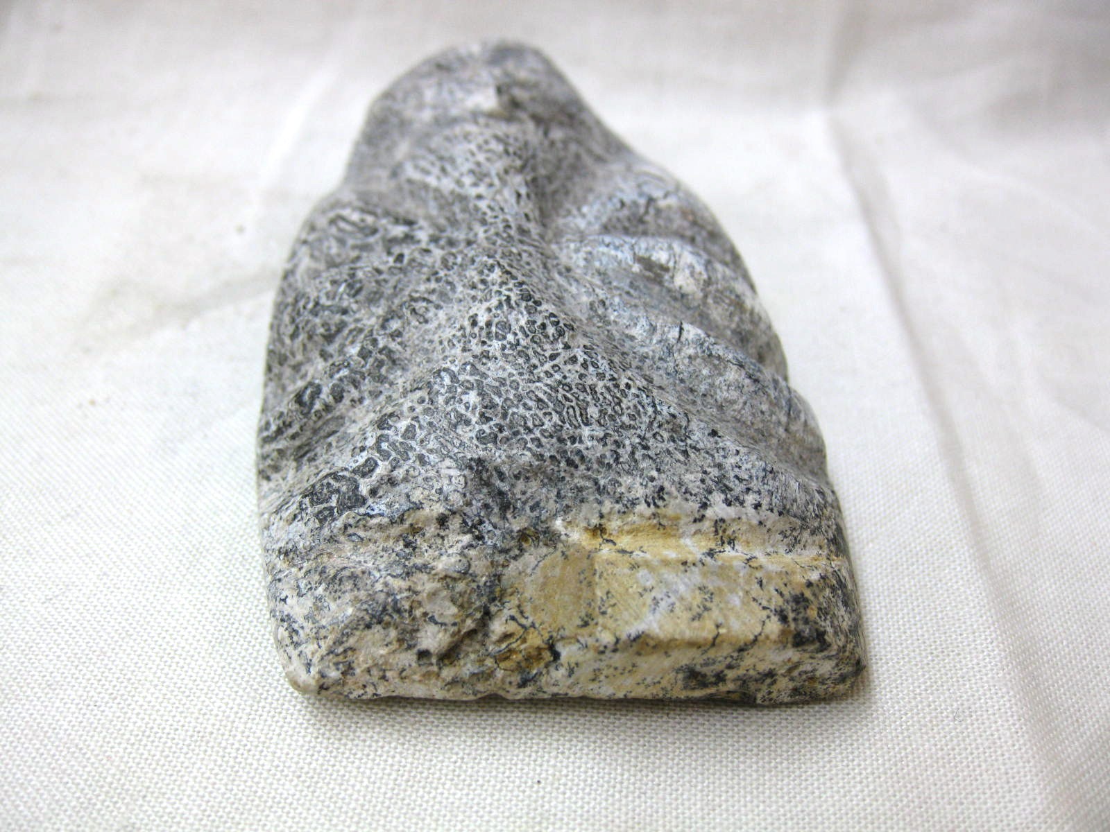 Stegodon Bone-Tusk Carving #23 | Fossils for Sale