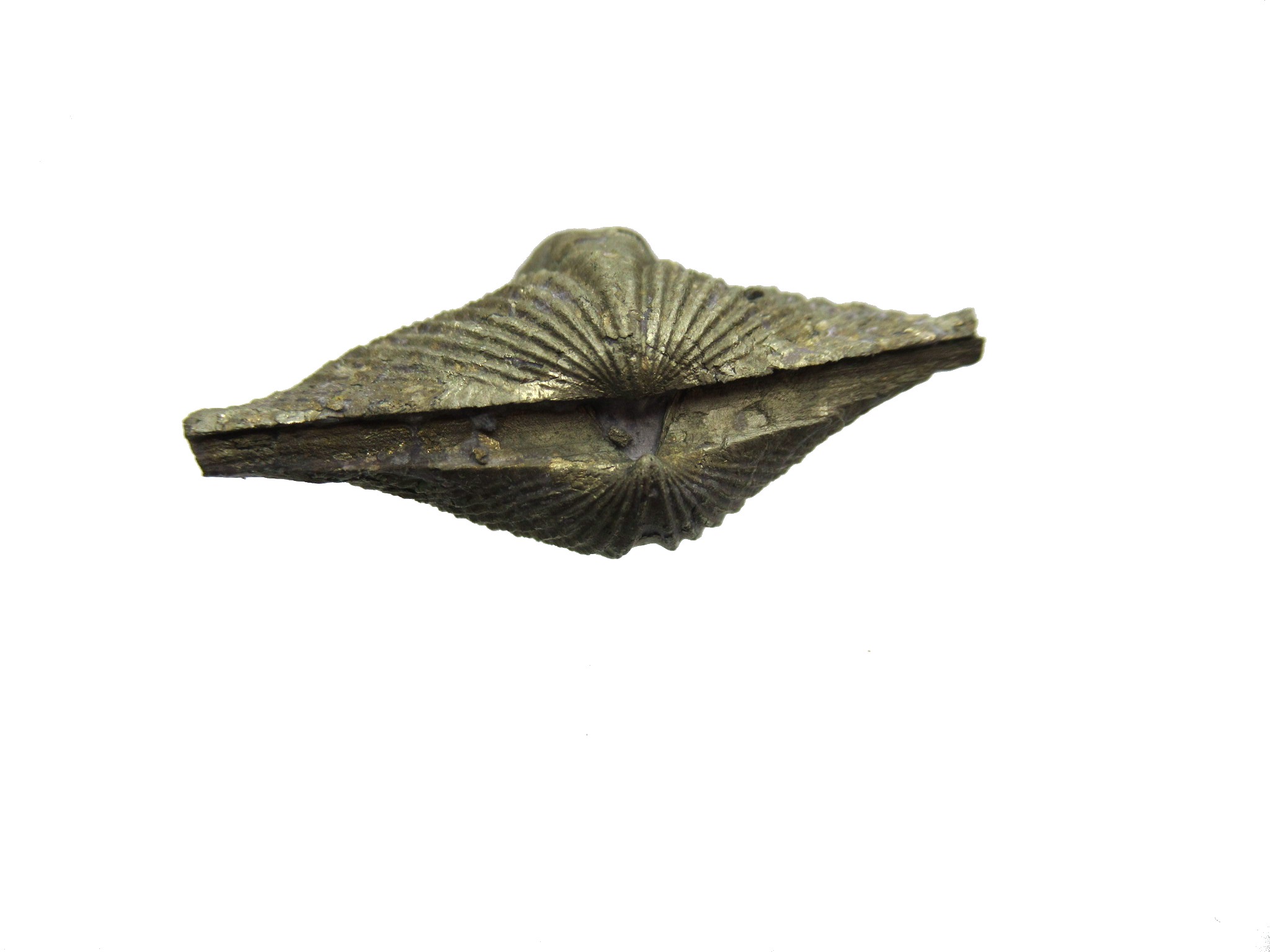 Sylvania Ohio Pyritized Brachiopod #5 | Fossils for Sale