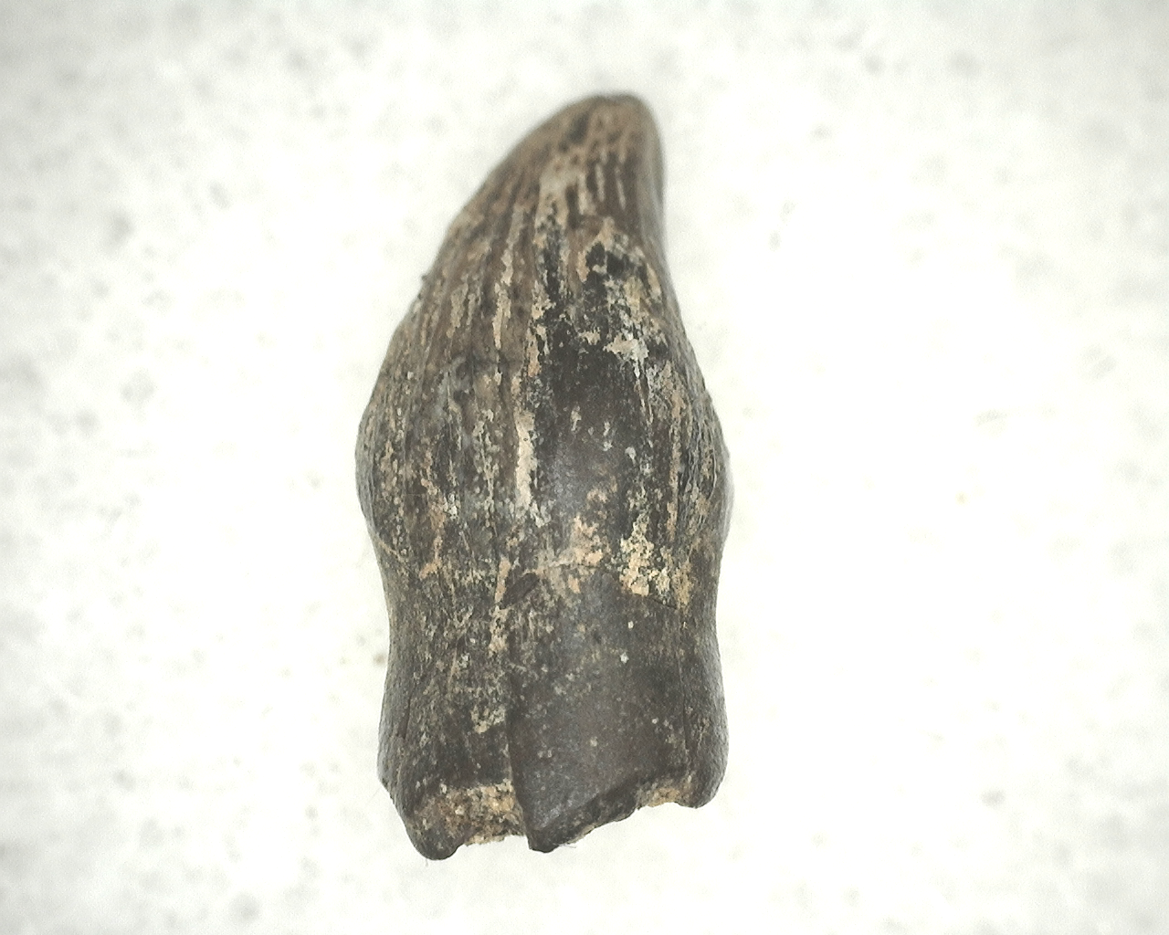 Thescelosaurus Dinosaur Tooth #19 | Fossils for Sale