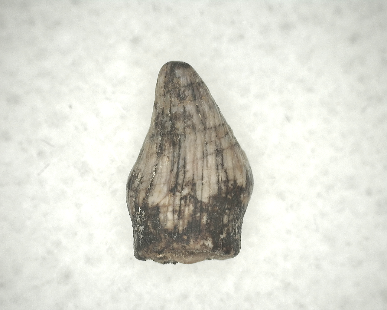 Thescelosaurus Dinosaur Tooth #23 | Fossils for Sale