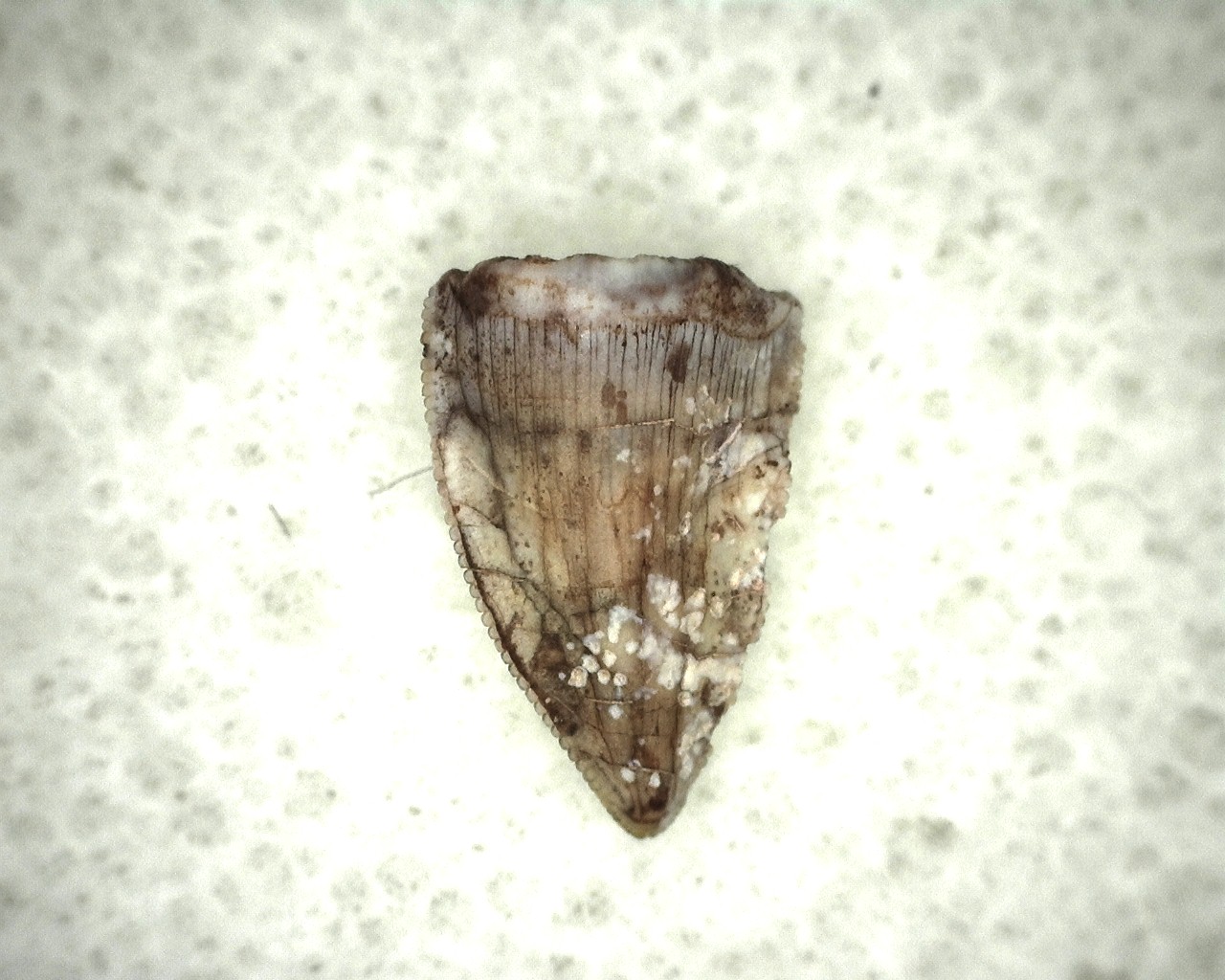 Triassic Crocodylomorph Tooth #11 | Fossils for Sale