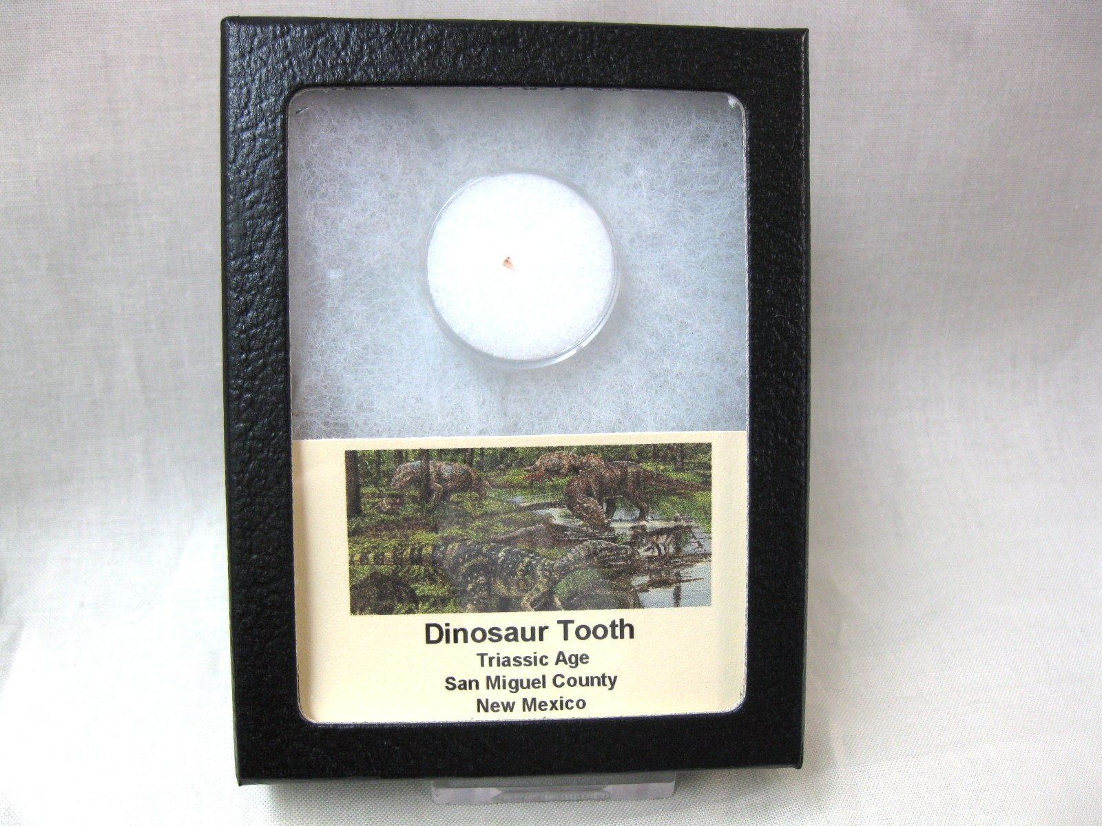 Triassic Dinosaur Tooth #4 | Fossils for Sale