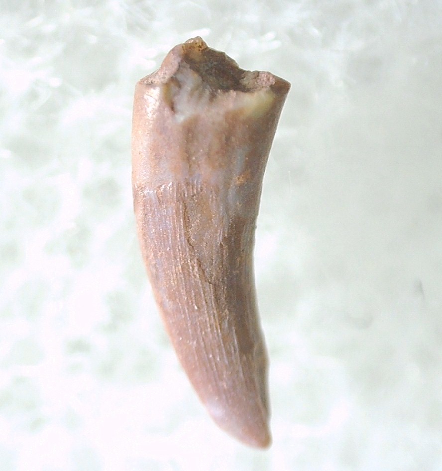 Triassic Pterosaur Tooth #4 | Fossils for Sale