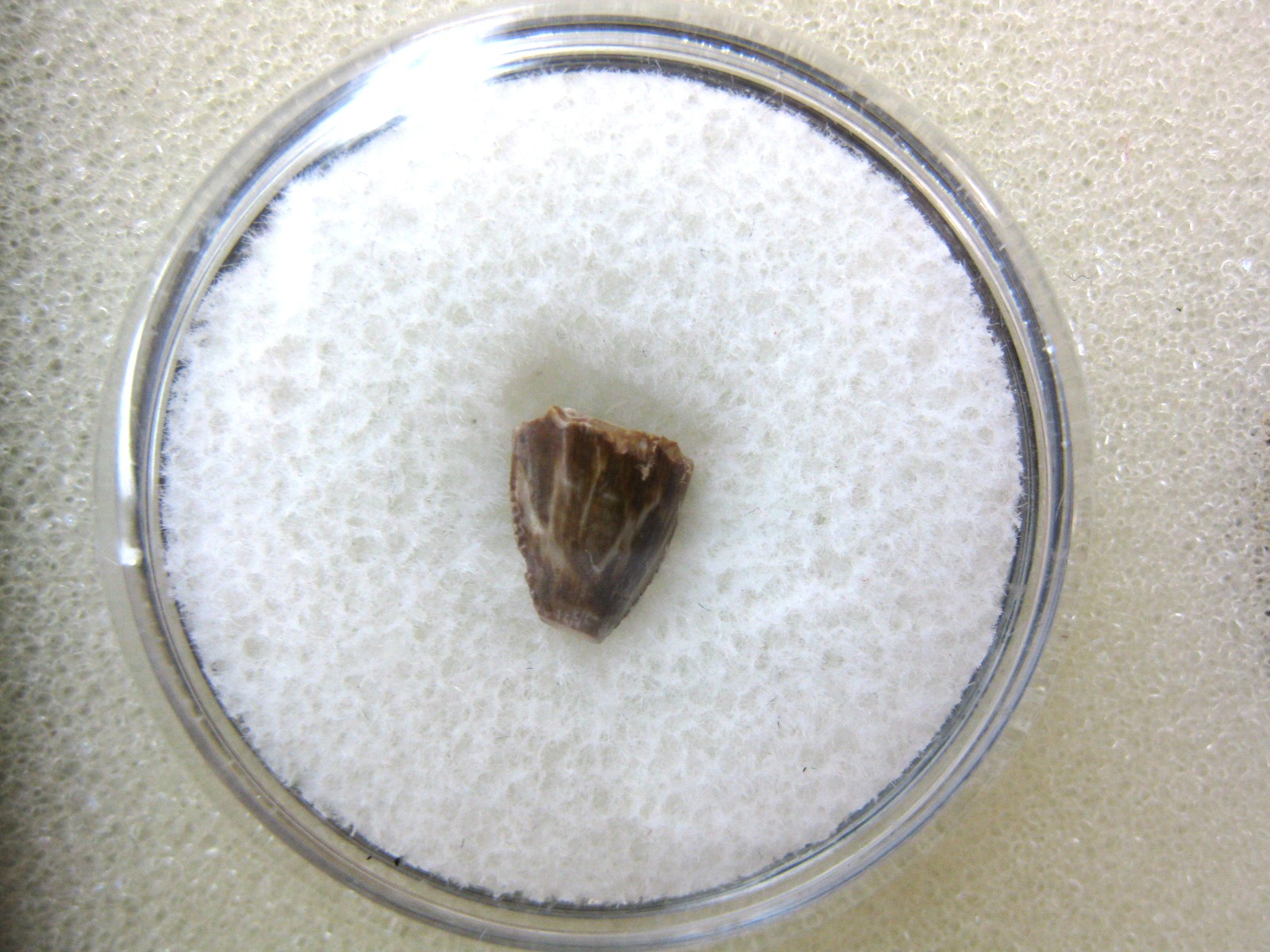 Triassic Revueltosaurus Tooth #6 | Fossils for Sale