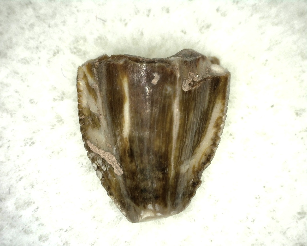 Triassic Revueltosaurus Tooth #6 | Fossils for Sale