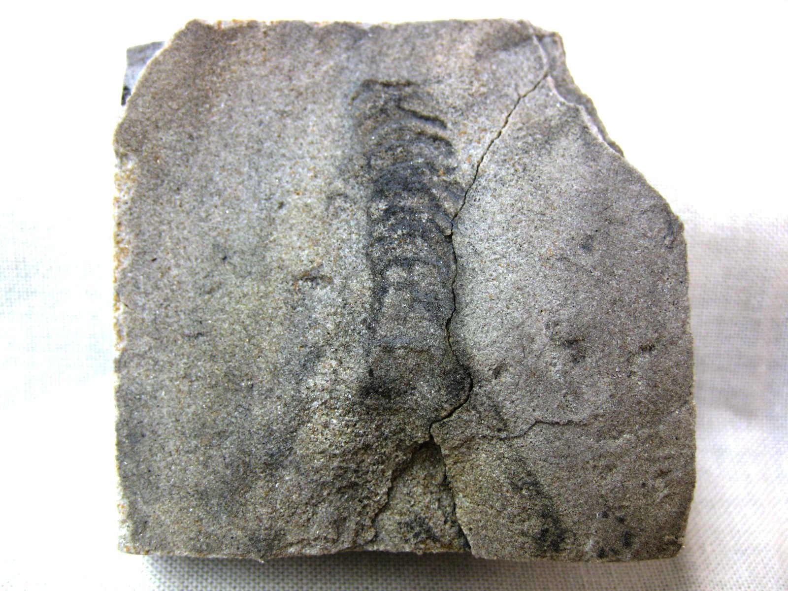 Trilobite Tracks (Cruziana) #13 | Fossils for Sale