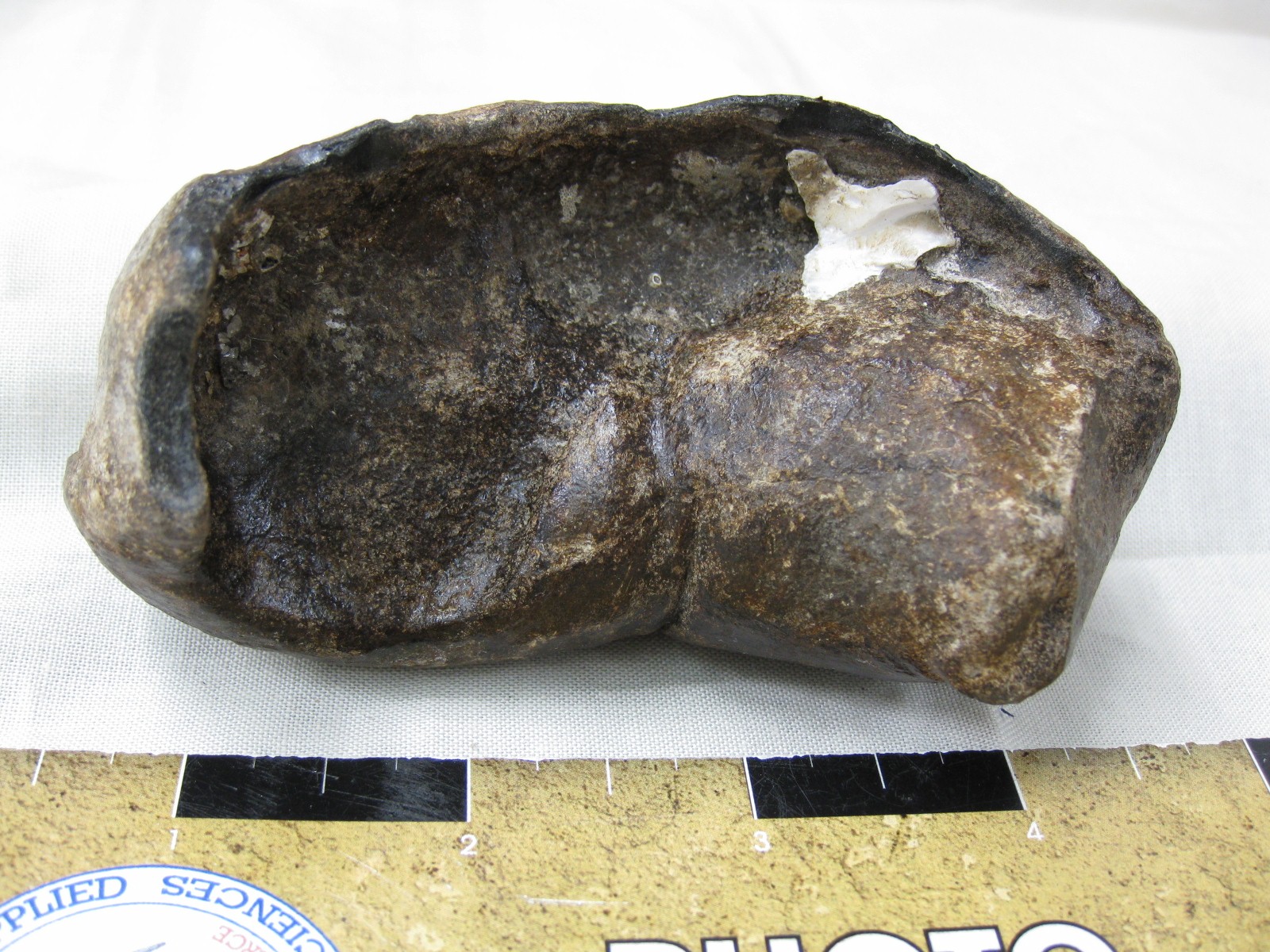 Whale Ear Bone #3 | Fossils for Sale