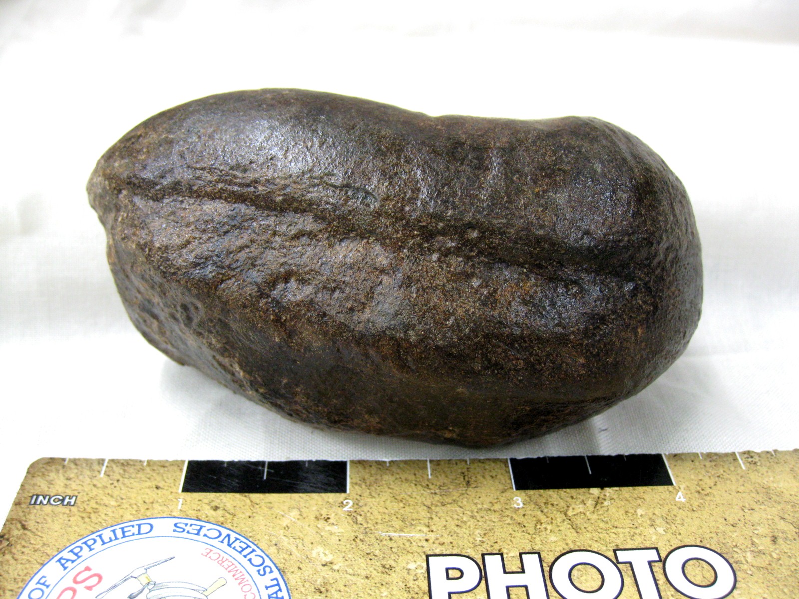 Whale Ear Bone #3 | Fossils for Sale