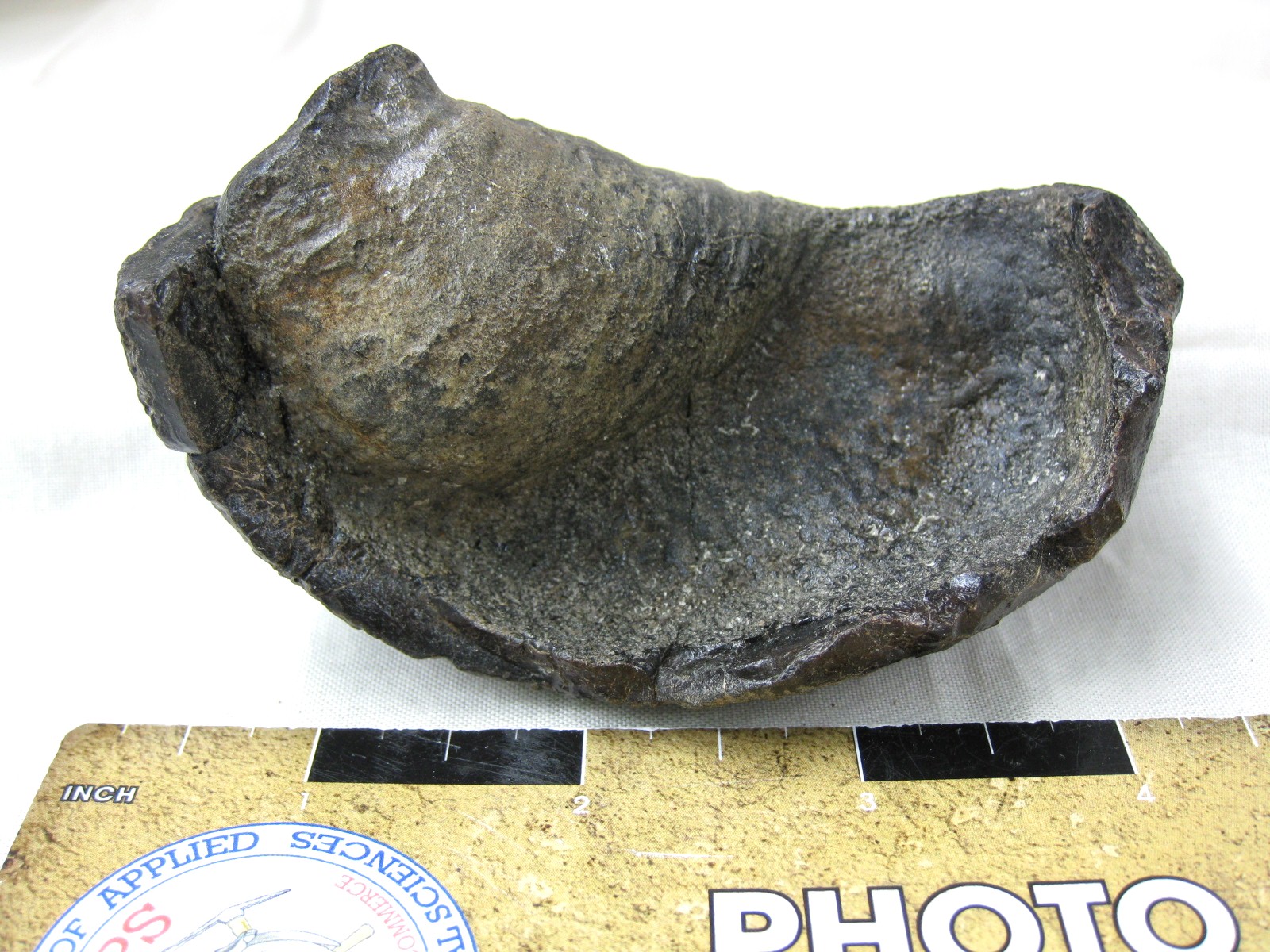 Whale Ear Bone #7 | Fossils for Sale