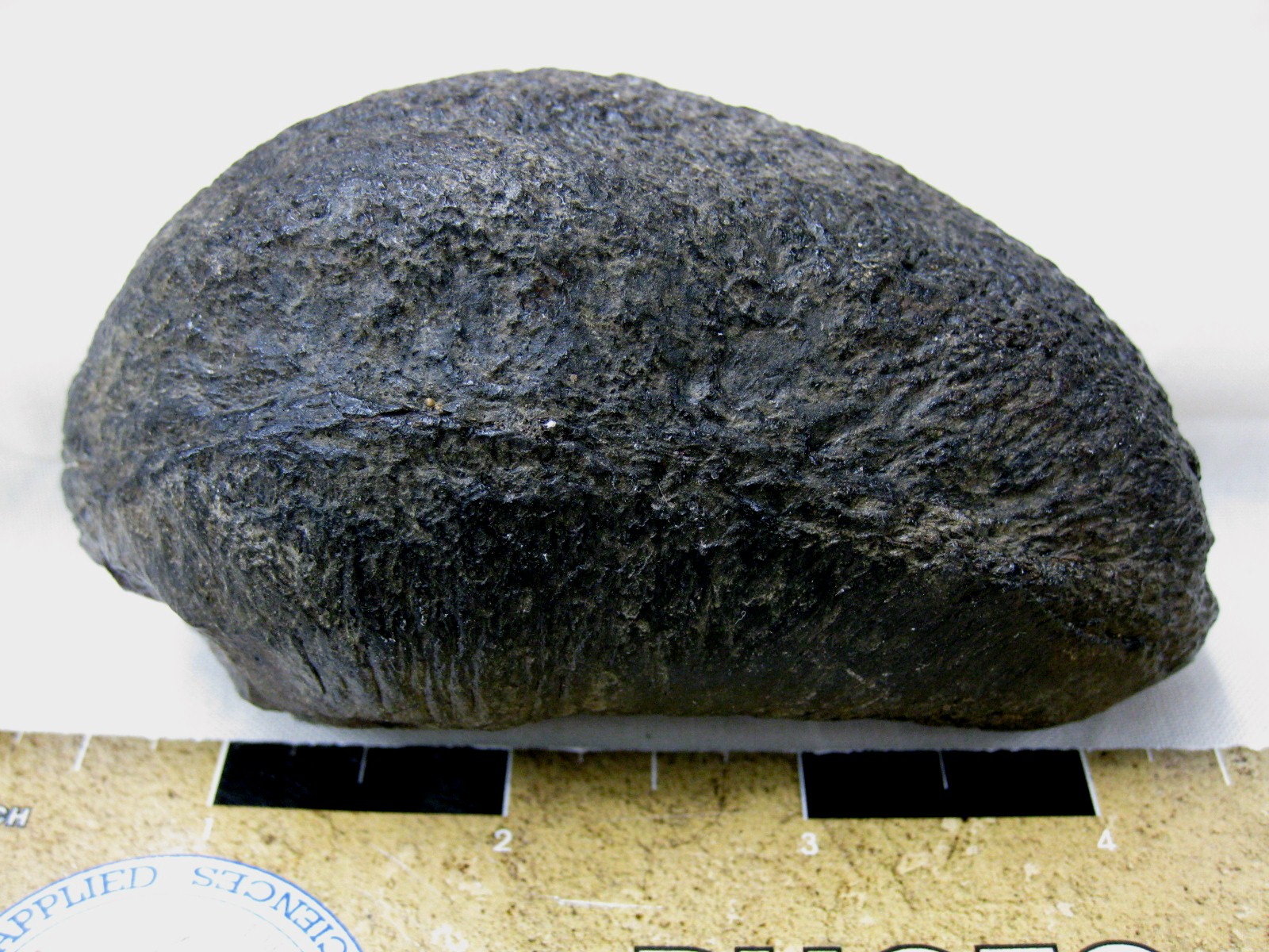 Whale Ear Bone #7 | Fossils for Sale